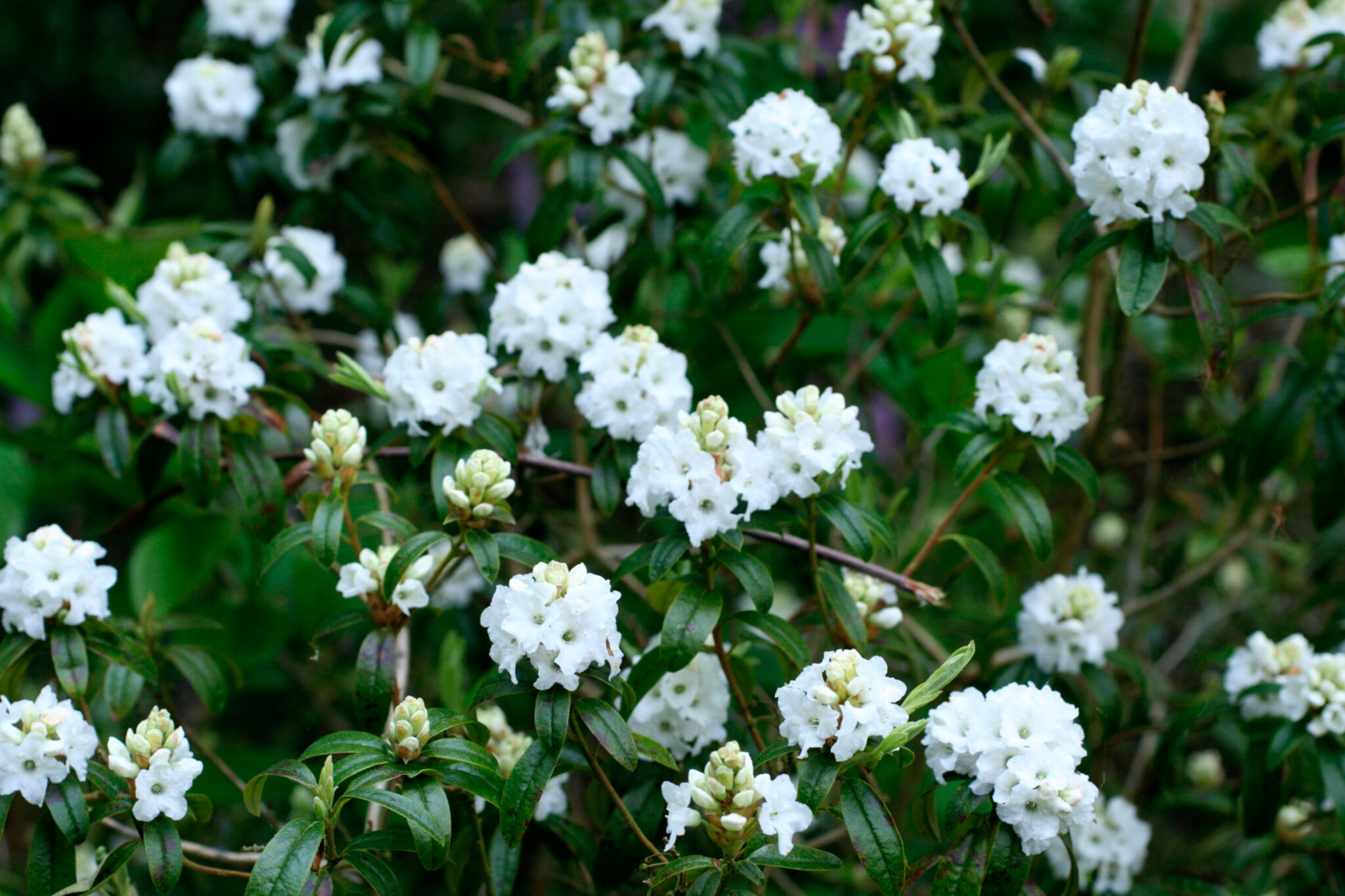 Rhododendron ‘Arctic Tern’ – Caragh Nurseries