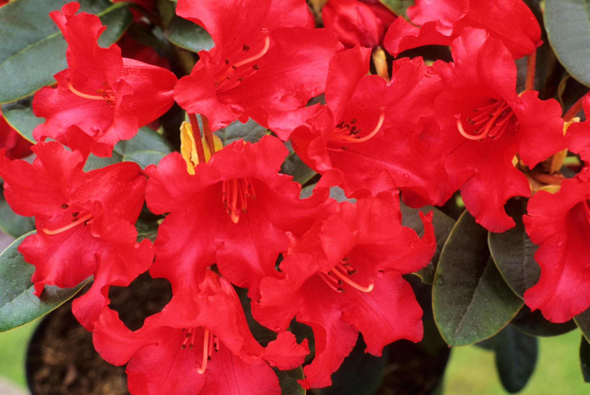Rhododendron Bengal – Caragh Nurseries