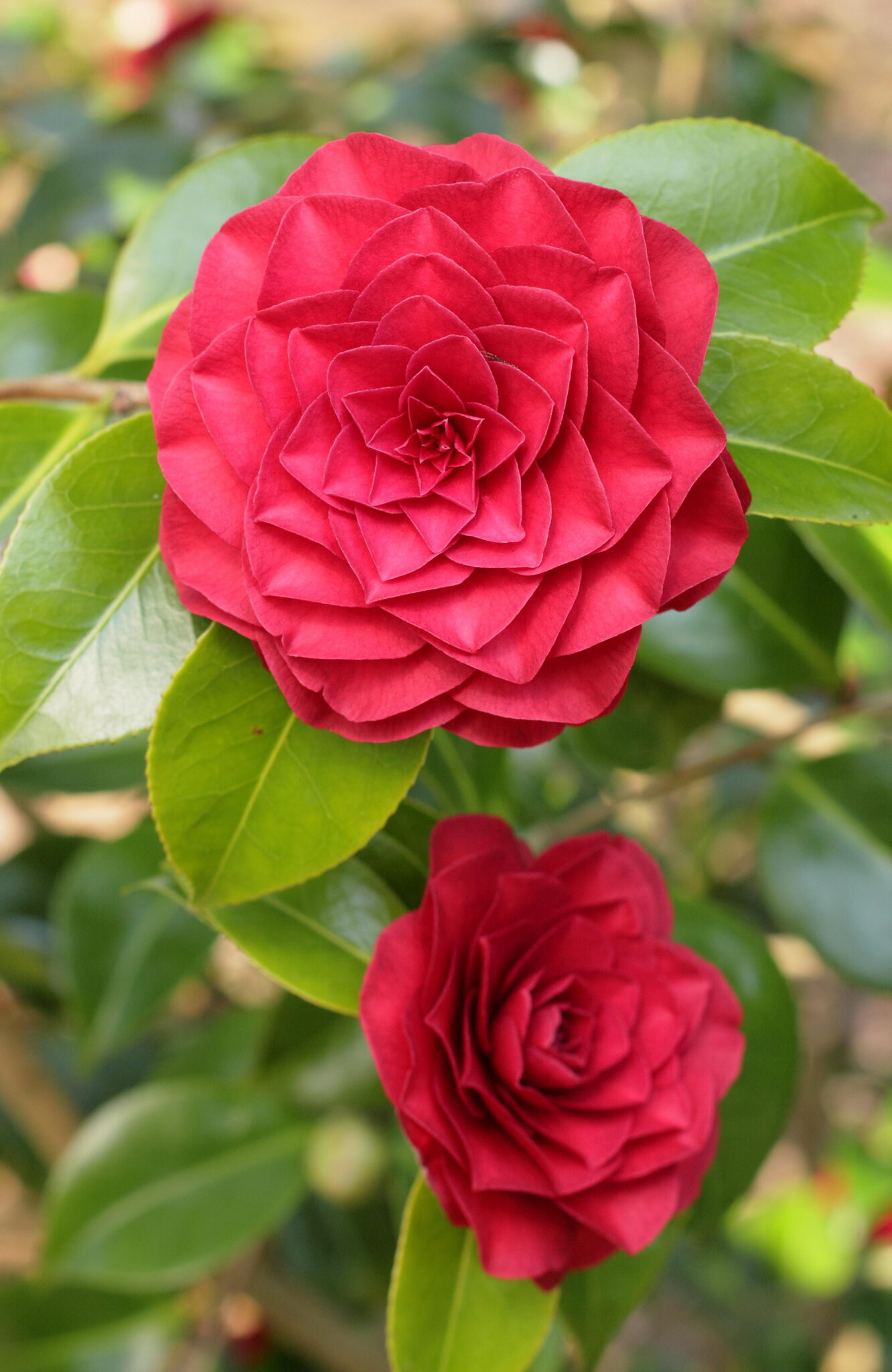 Camellia japonica ‘Roger Hall’ – Caragh Nurseries