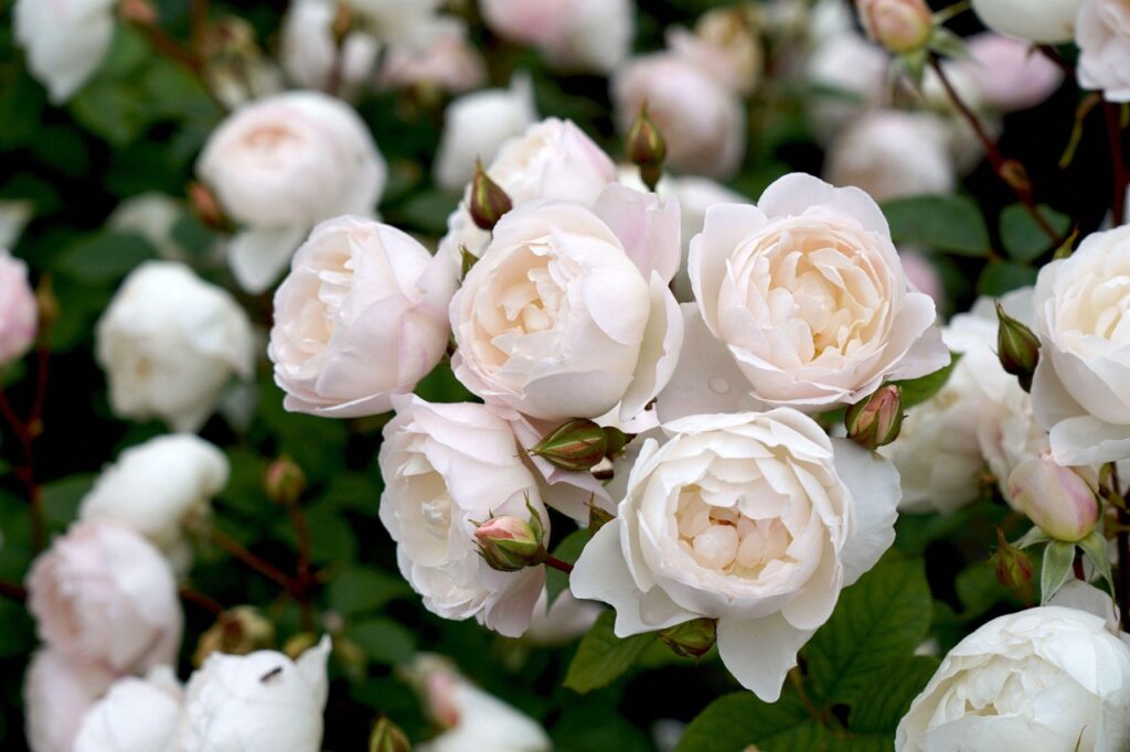 David Austin Rose ‘Desdemona’ – Caragh Nurseries
