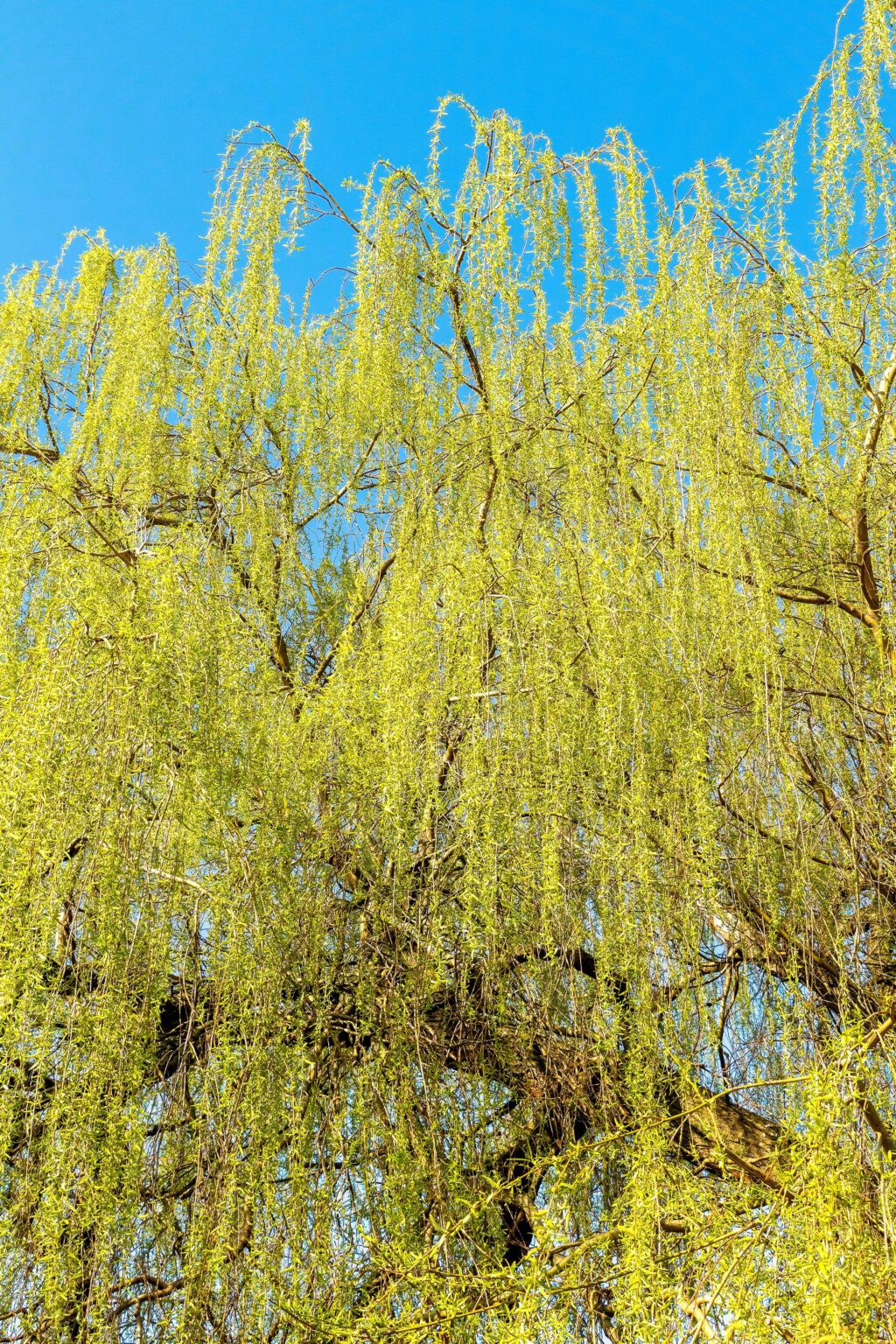Salix babylonica ‘Aurea’ – Caragh Nurseries